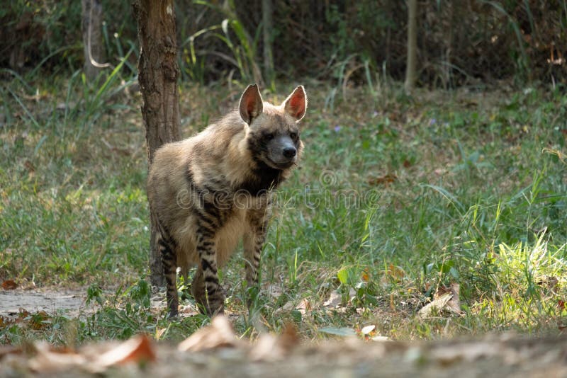 Furry Hyenas Stock Photos - Free & Royalty-Free Stock Photos from ...