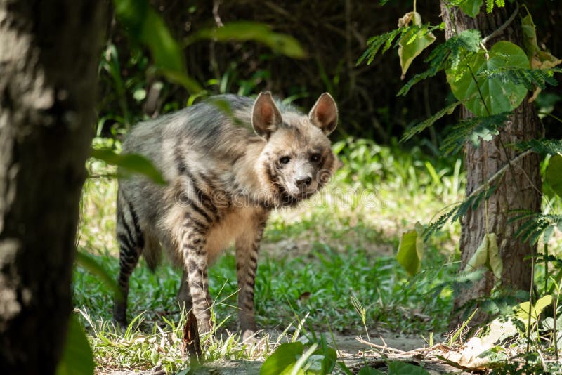 Striped hyena stock image. Image of stain, omnivorous - 33241441