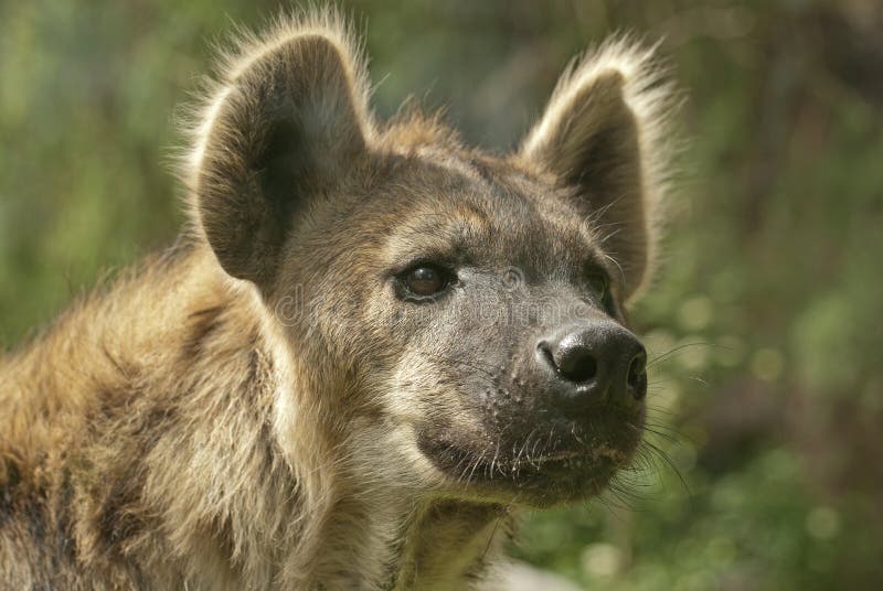 Striped hyena stock image. Image of muzzle, africa, striped - 30321209