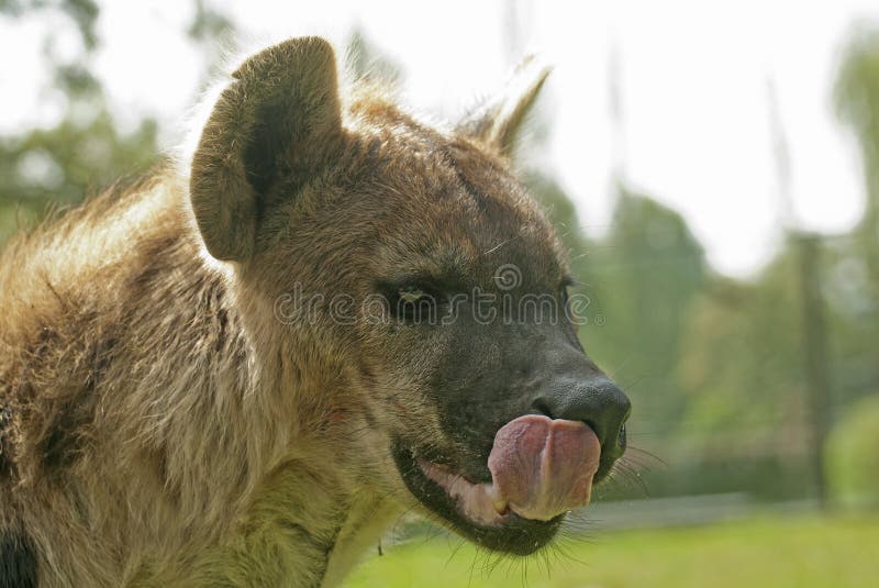 Striped hyena stock photo. Image of strong, muzzle, animal - 30343574