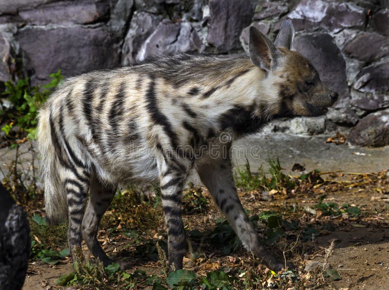Striped hyena 9 stock image. Image of animal, fauna - 162563247