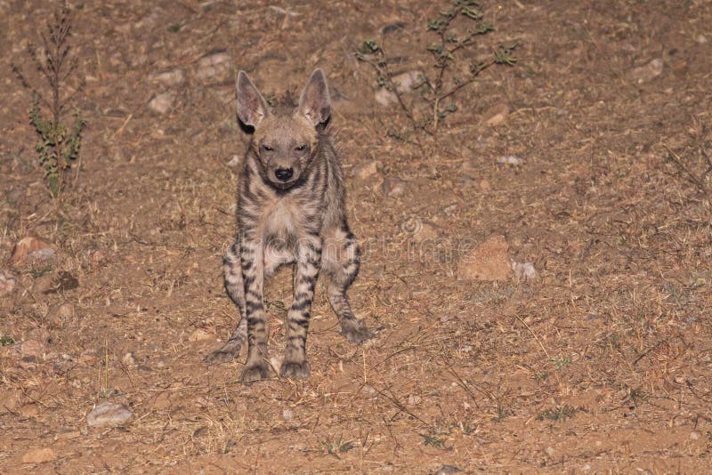 Striped Hyena Peeing stock image. Image of hyena, dahod - 104579765