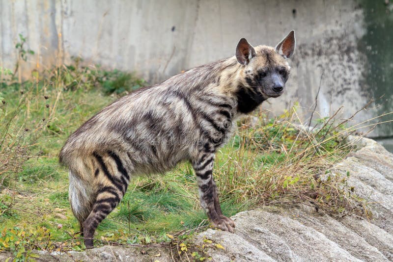 Striped Hyena side stock photo. Image of safari, scavenger - 122606116