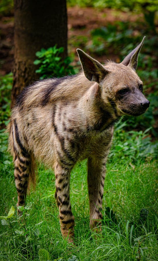 Striped Hyena Standing in Greenery Field Stock Photo - Image of animal ...