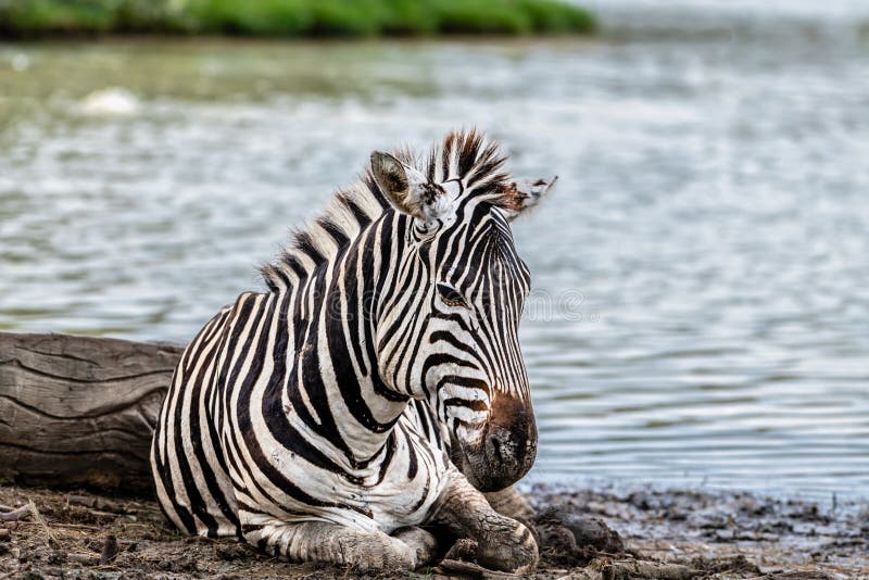 Striped Innocence: a Baby Zebra S Rest in the Shade Stock Photo - Image ...