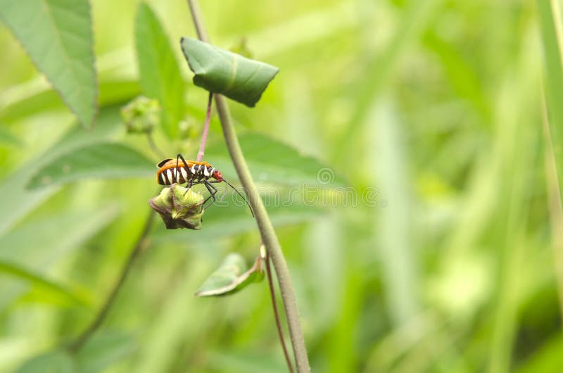 Striped insect stock image. Image of java, striped, indonesia - 85664955