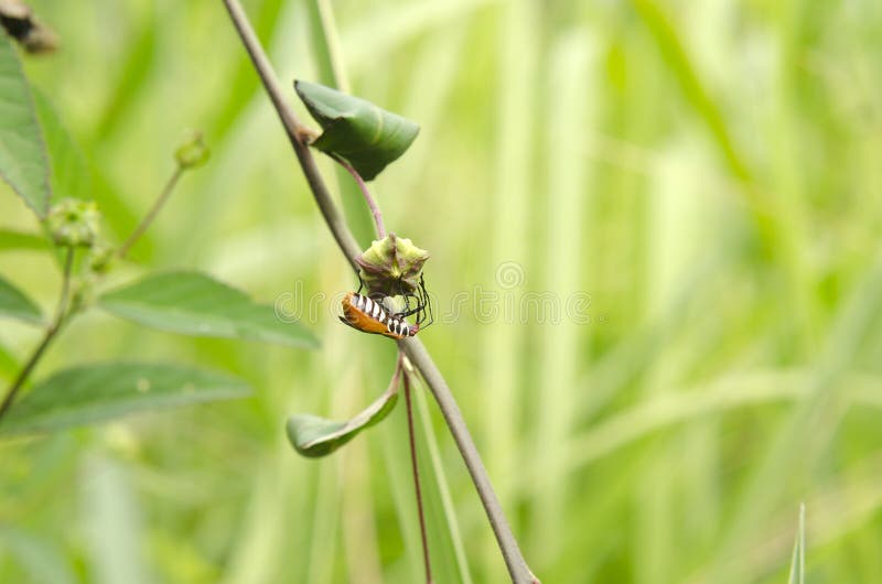 Striped insect stock image. Image of close, midday, micro - 85664967