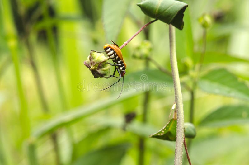 Striped insect stock photo. Image of outdoors, midday - 85664996