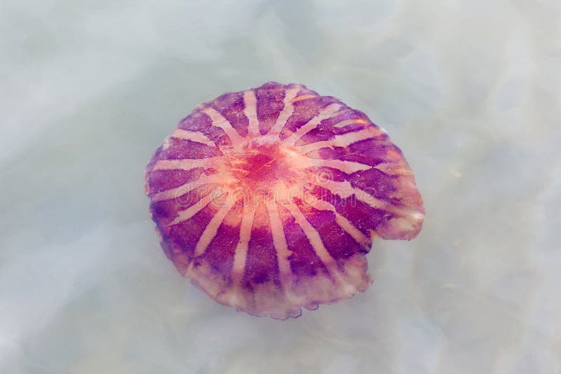 Striped Jellyfish in the Sea Stock Photo - Image of fish, life: 188794630