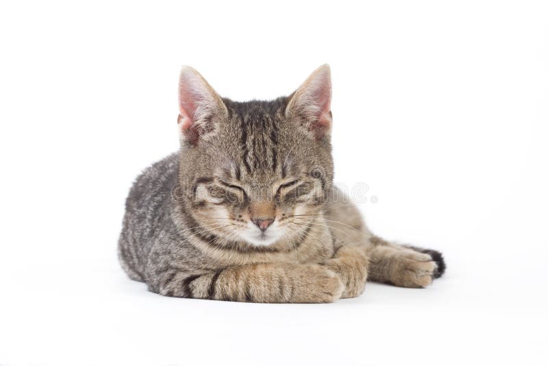 Striped kitten, isolated stock photo. Image of whisker - 8323026