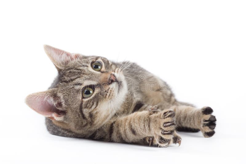 Striped kitten, isolated stock photo. Image of grey, domestic - 8323056