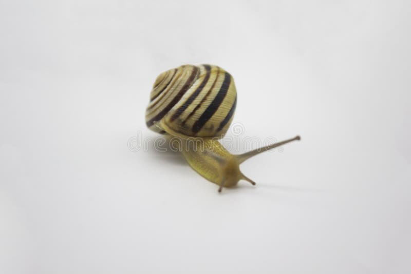 Striped Land Snail on the White Background. Grove Snail Moving Forward ...