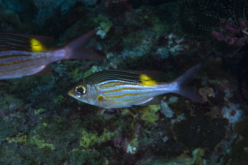Striped Large-eye Bream Gnathodentex Aureolineatus Stock Image - Image ...