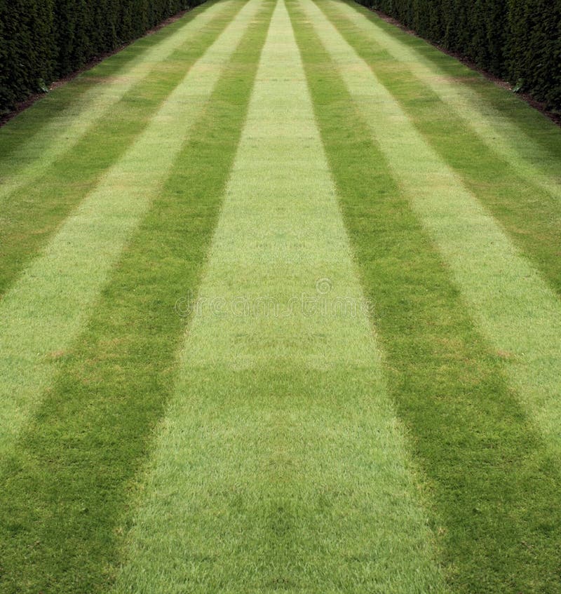 Striped lawn 2 stock photo. Image of grass, wall, tramline - 10773420