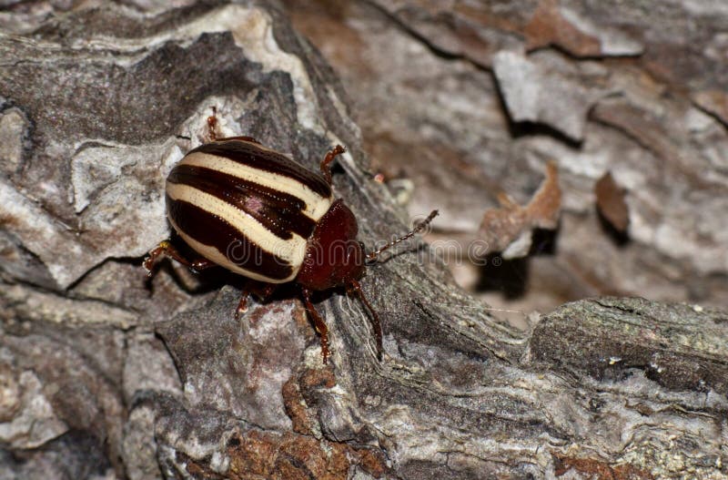 Striped Leaf Beetle on Tree Bark. Stock Photo - Image of ecology ...
