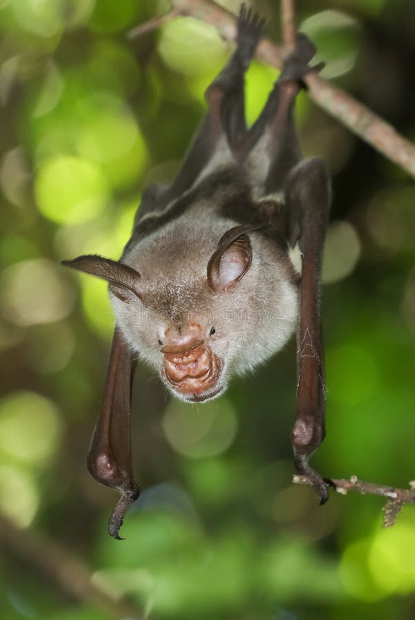 Striped Leaf-nosed Bat, Macronycteris Vittatus Stock Image - Image of ...