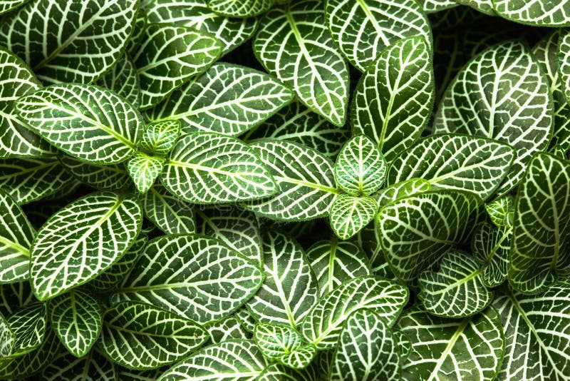 Striped Leaf Ornamental Plants Close Up Stock Image - Image of ...