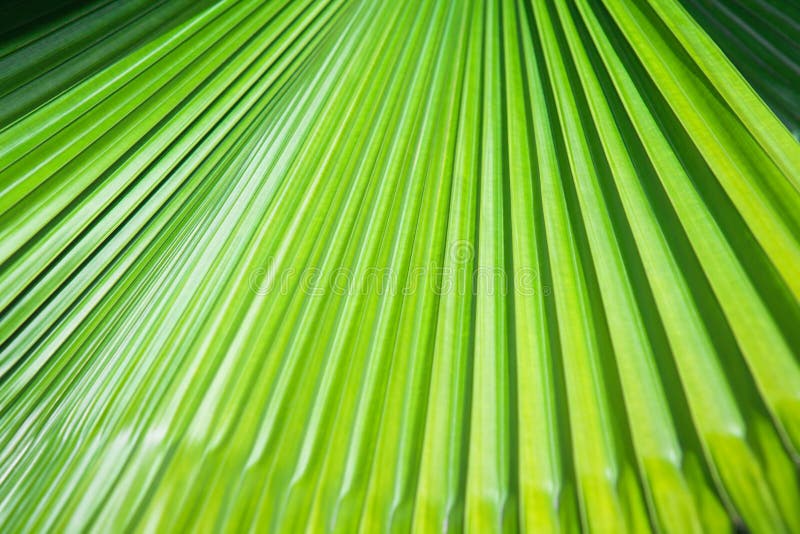 Striped Leaf Ornamental Plants Close Up Stock Image - Image of growth ...