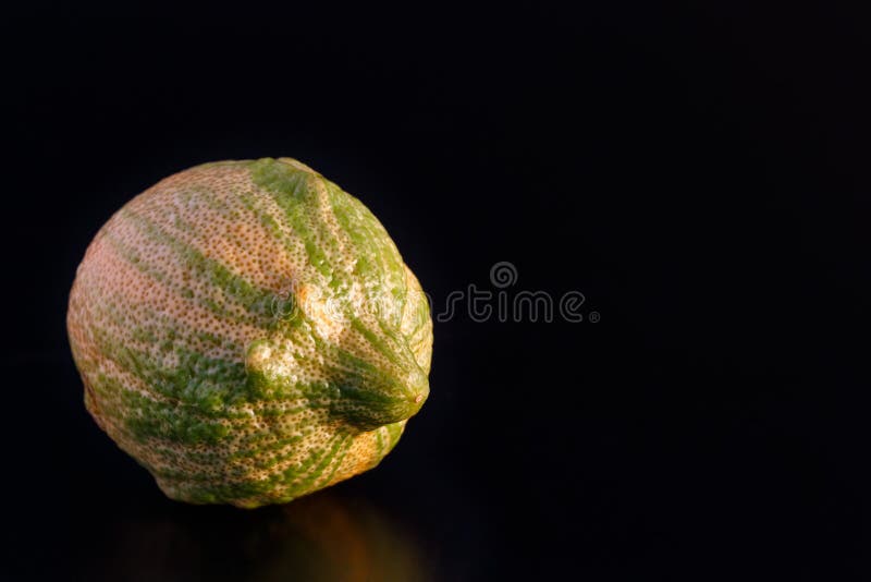 Striped Lemon, Variegated Pink Lemon on Gray Concrete Table. Citrus ...