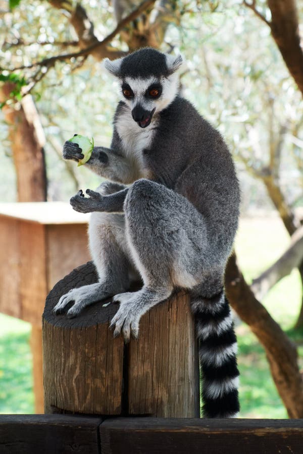 Close Up of a Ring-tailed Lemur Relaxing on a Log Stock Photo - Image ...