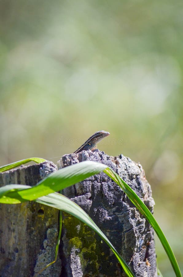 Striped lizard stock image. Image of green, macro, color - 24805537