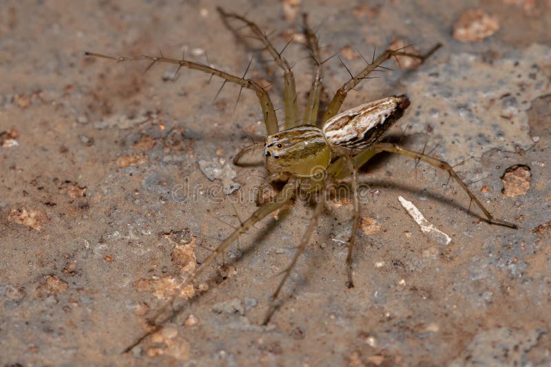 Striped Lynx Spider stock photo. Image of predator, arachnids - 229867748