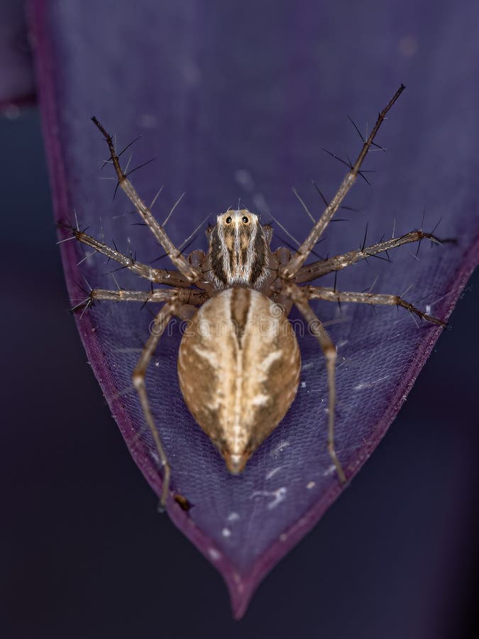 Striped Lynx Spider stock image. Image of oxyopidae - 231750673
