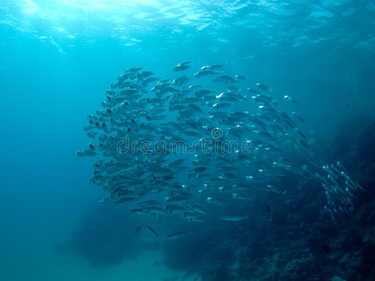 Striped Mackerel stock image. Image of blue, coral, exotic - 3382001