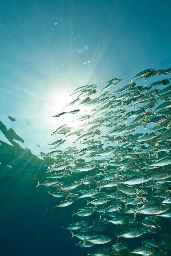 Striped Mackerel stock photo. Image of fish, floating - 3424472