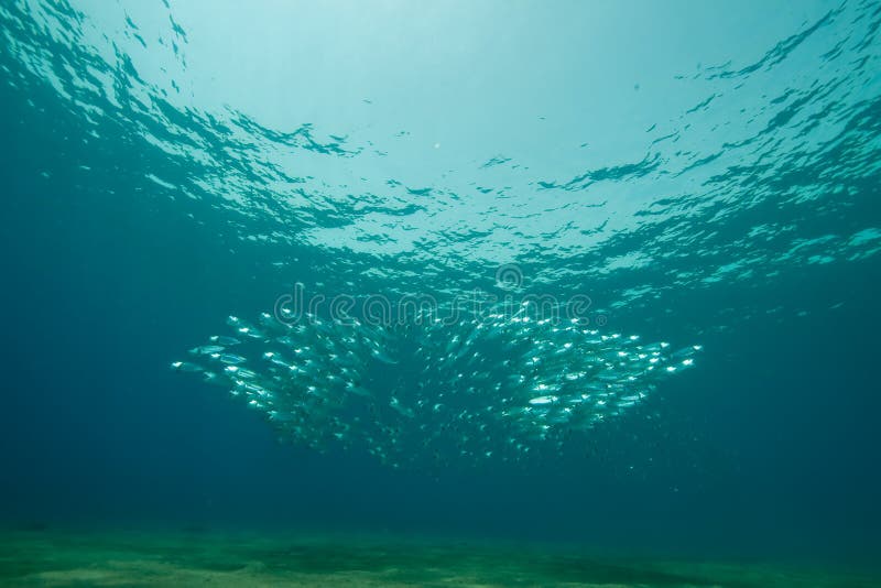 Striped Mackerel stock photo. Image of fish, floating - 3424472