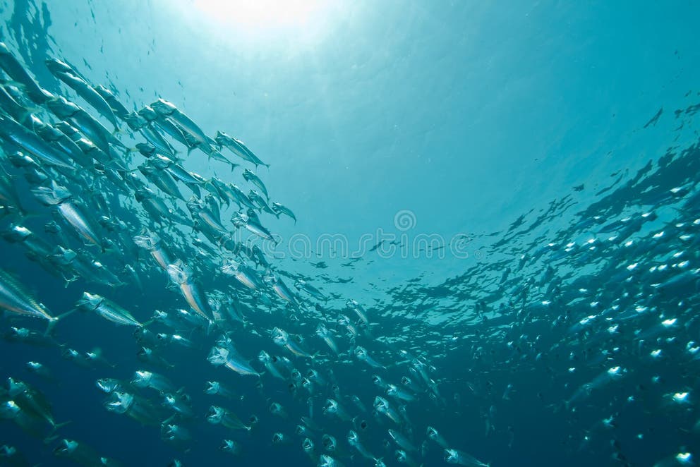 Striped mackerel stock photo. Image of bright, liquid - 9000900