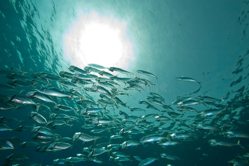 Striped mackerel stock photo. Image of bright, beauty - 9000956