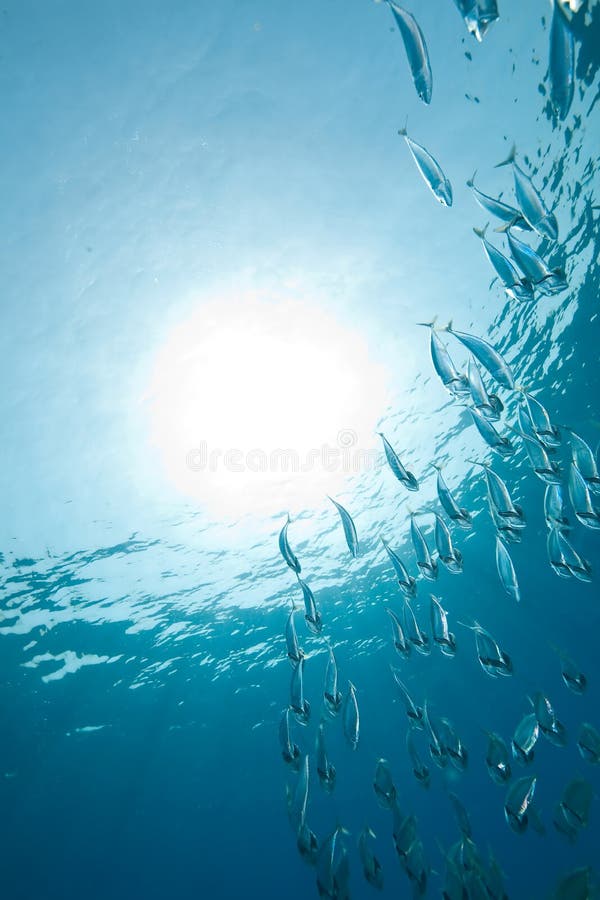 Striped Mackerel stock photo. Image of fish, floating - 3424472