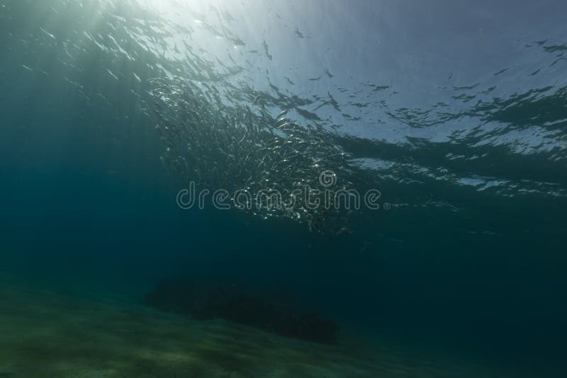 Striped Mackerel Feeding in the Red Sea. Stock Image - Image of fish ...