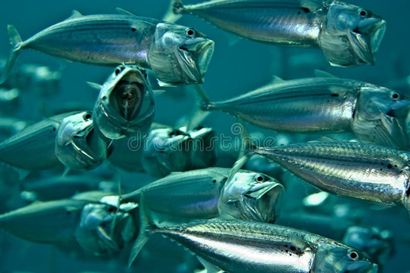 Striped Mackerel (rastrelliger Kanagurta) Stock Image - Image of ...