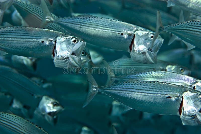 Striped Mackerel (rastrelliger Kanagurta) Stock Photo - Image of ...