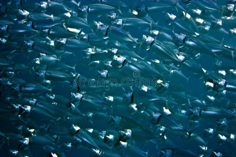 Striped Mackerel (rastrelliger Kanagurta) Stock Photo - Image of ...
