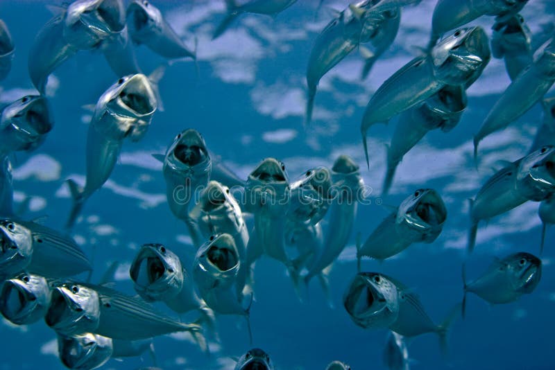 Striped Mackerel (rastrelliger Kanagurta) Stock Photo - Image of ...