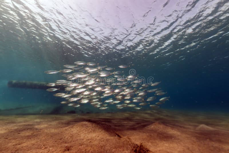 Striped Mackerel (rastrelliger Kanagurta) in the Red Sea. Stock Photo ...