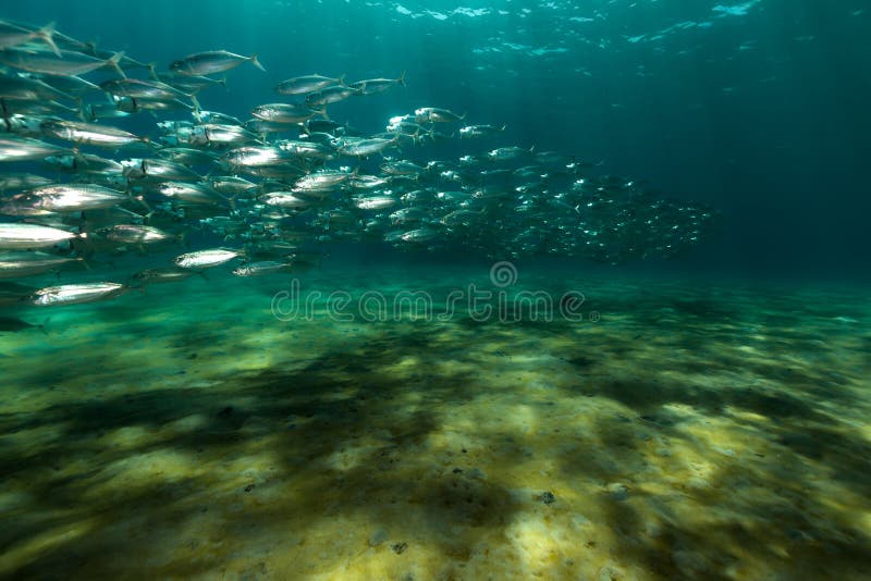 Striped Mackerel in the Red Sea. Stock Image - Image of animal ...