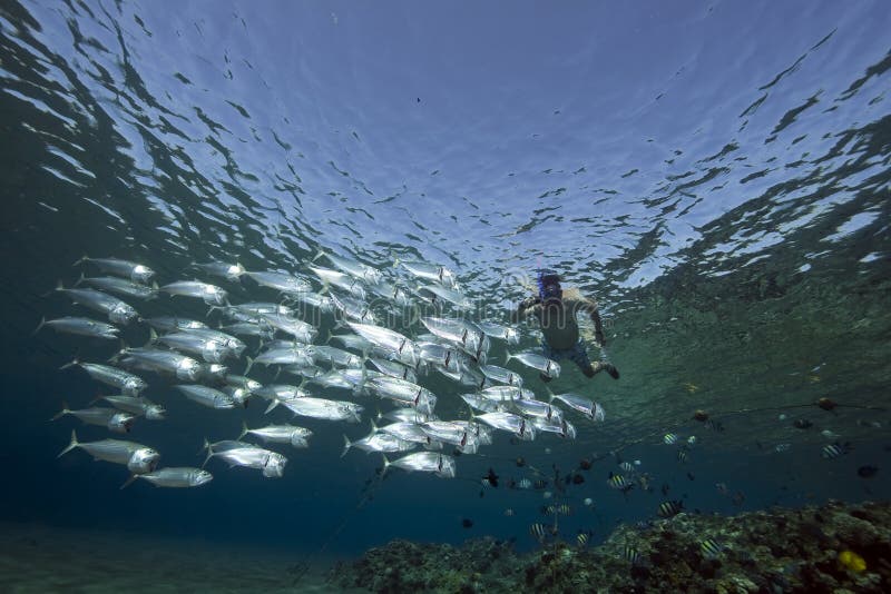 Striped Mackerel and Snorkler Stock Photo - Image of animal, scuba ...