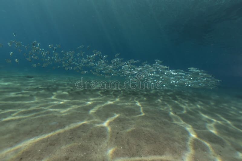 Striped Mackerel in the Red Sea. Stock Photo - Image of saltwater, life ...