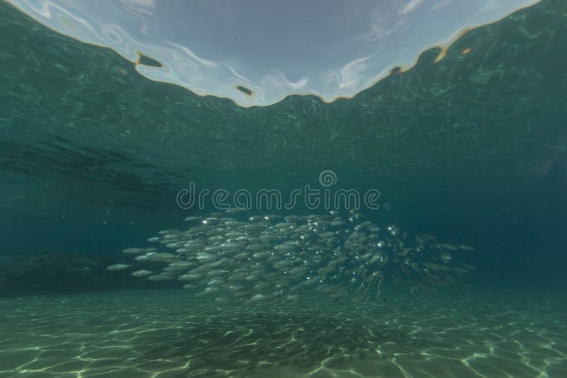 Striped Mackerel in the Red Sea. Stock Image - Image of scuba, life ...