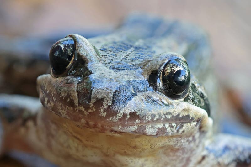 Striped Marsh Frog stock photo. Image of peronii, australia - 357540162