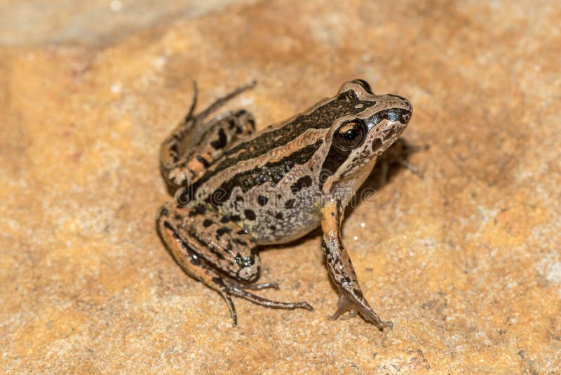 Striped Marsh Frog stock image. Image of amphibian, frog - 189389457