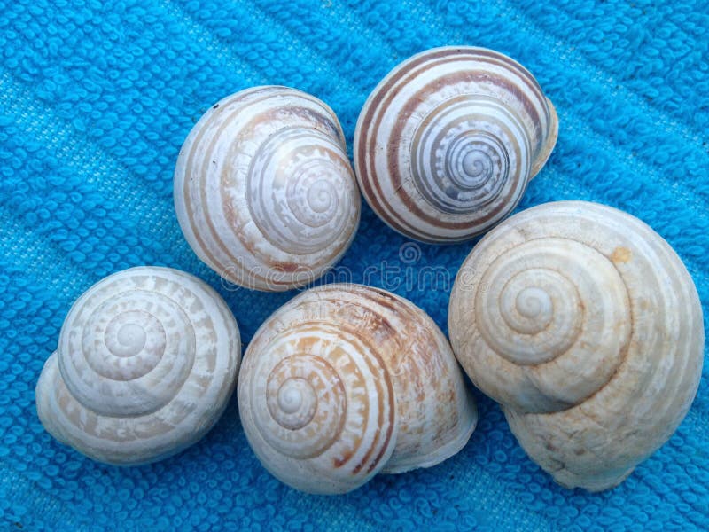 Striped Mediterranean Seashells on a Blue Background Stock Image ...