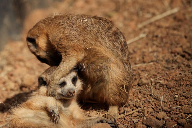 Striped meerkat stock photo. Image of bushveld, south - 26091200