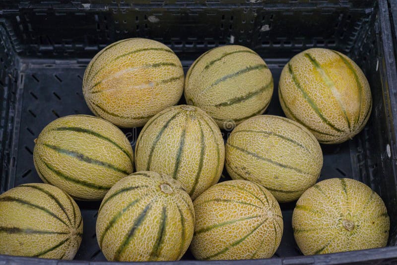 Striped Melon on a Supermarket Shelf Stock Image - Image of season ...