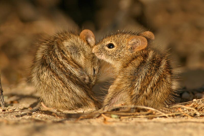 Striped mice stock image. Image of small, ecology, mammal - 607285