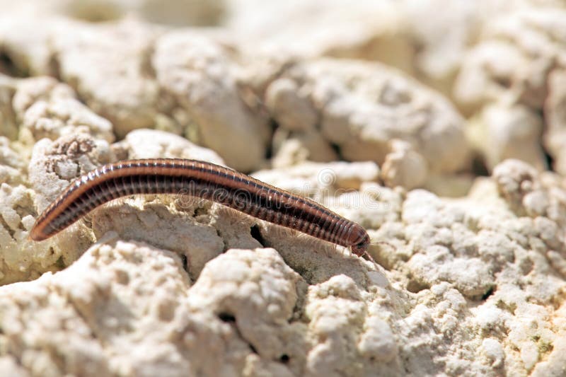 Striped Millipede, Ommatoiulus Sabulosus Stock Photo - Image of ...